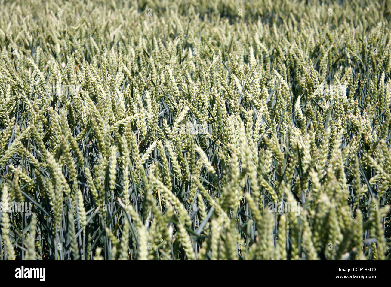 Getreide hi-res stock photography and images - Alamy