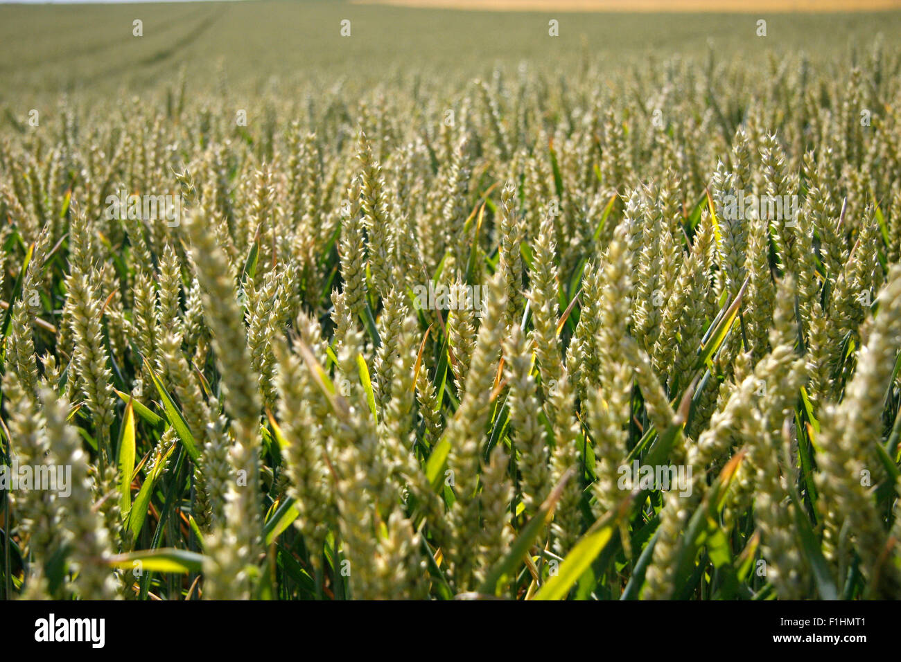 Getreide hi-res stock photography and images - Alamy