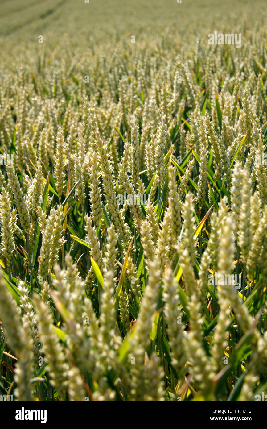 Getreide getreide hi-res stock photography and images - Alamy