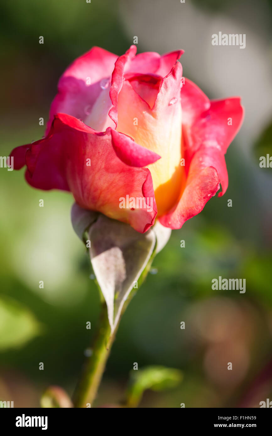 Beautiful rose flower closeup at the garden, outdoors Stock Photo - Alamy