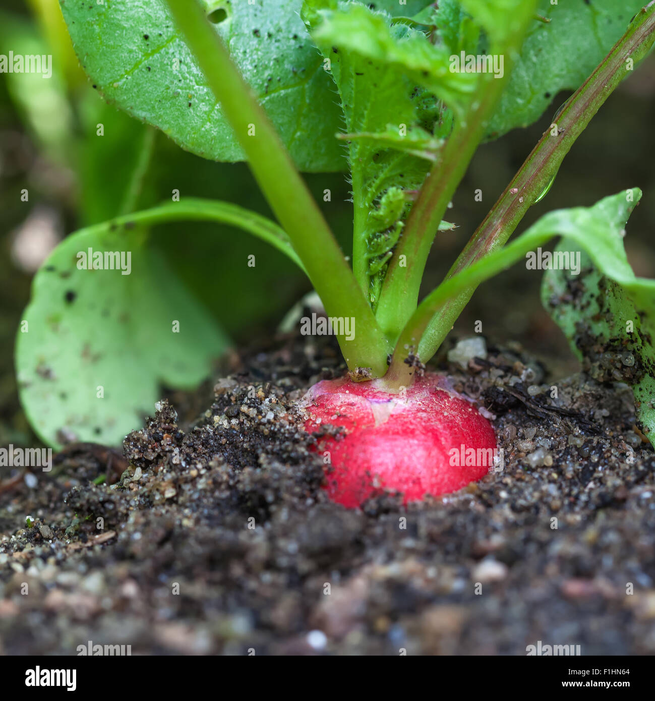 Radish garden hi-res stock photography and images - Alamy