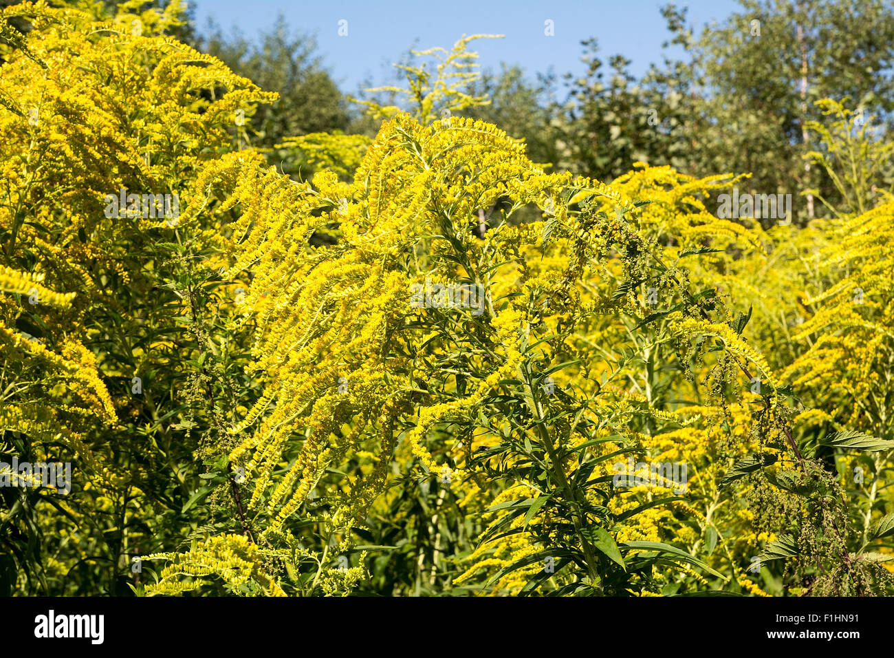Goldenrod plants hi-res stock photography and images - Alamy