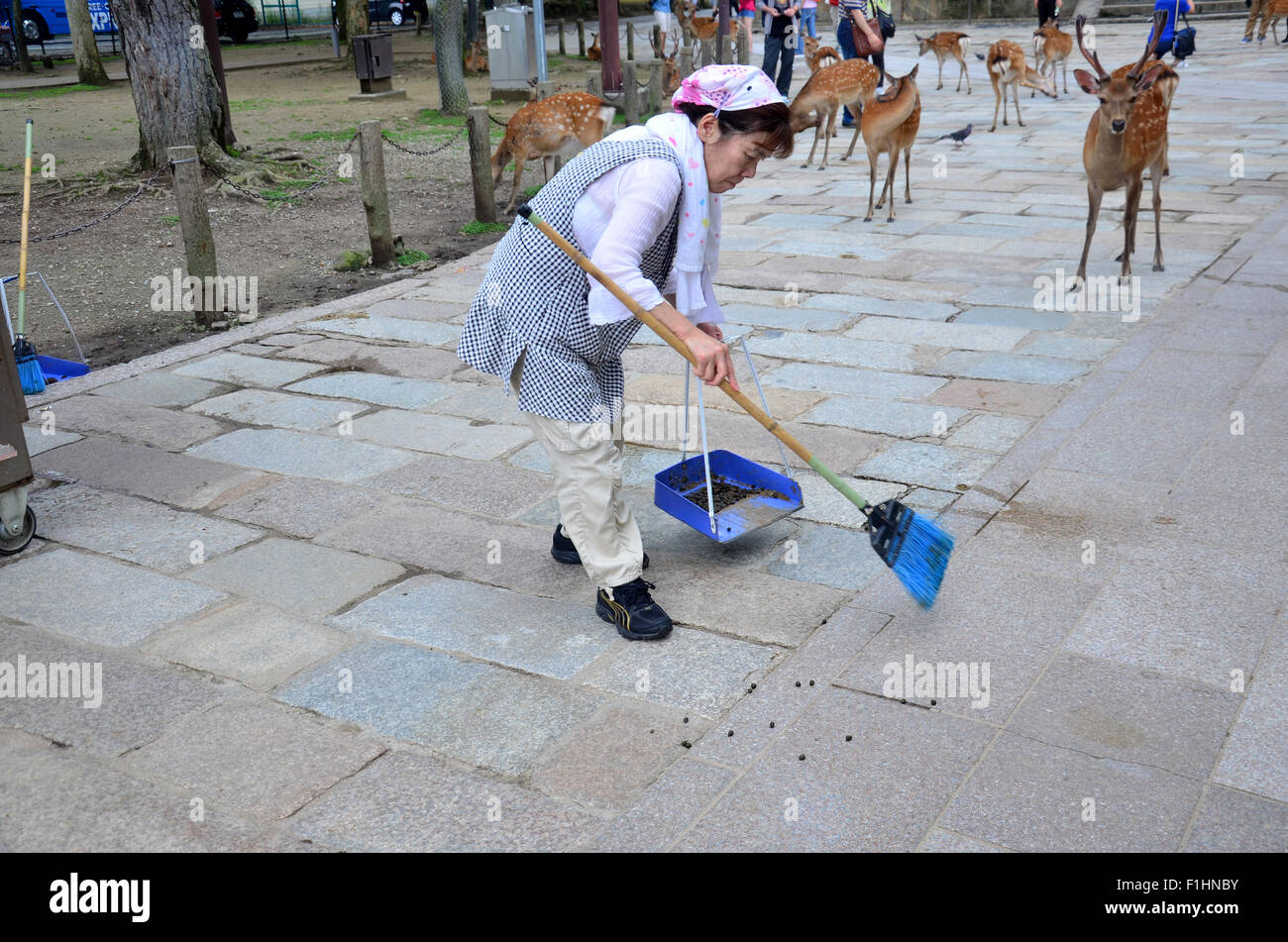 Old japanese woman sweeper cleaning deer pellets at walkway of Todai-ji ...