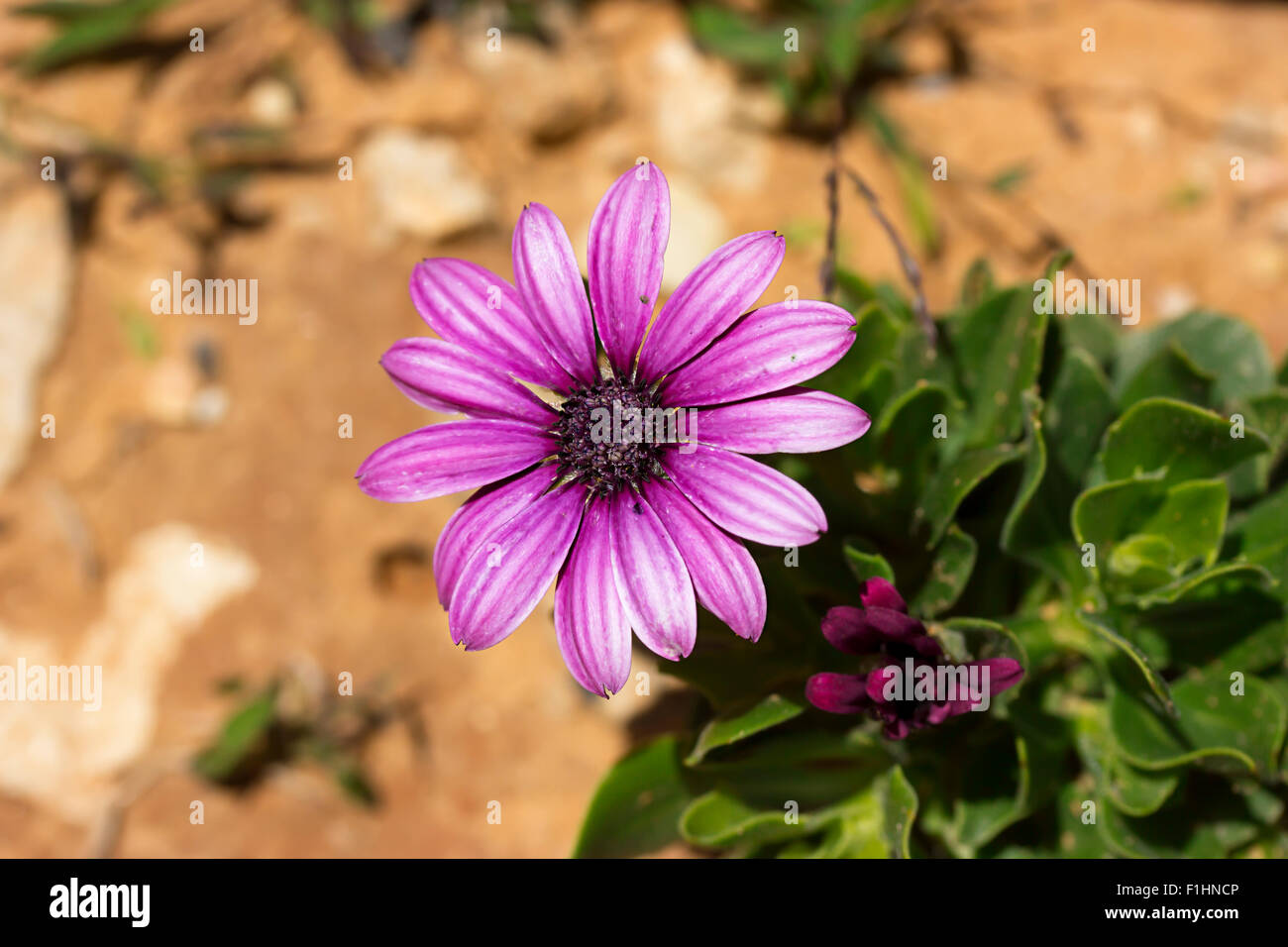 Spring flowers in Israel Stock Photo - Alamy