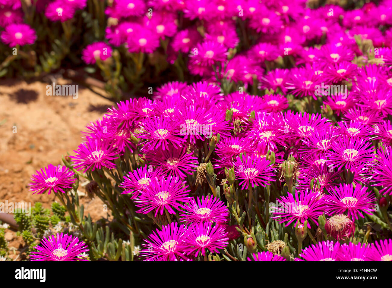 Spring flowers in Israel Stock Photo - Alamy