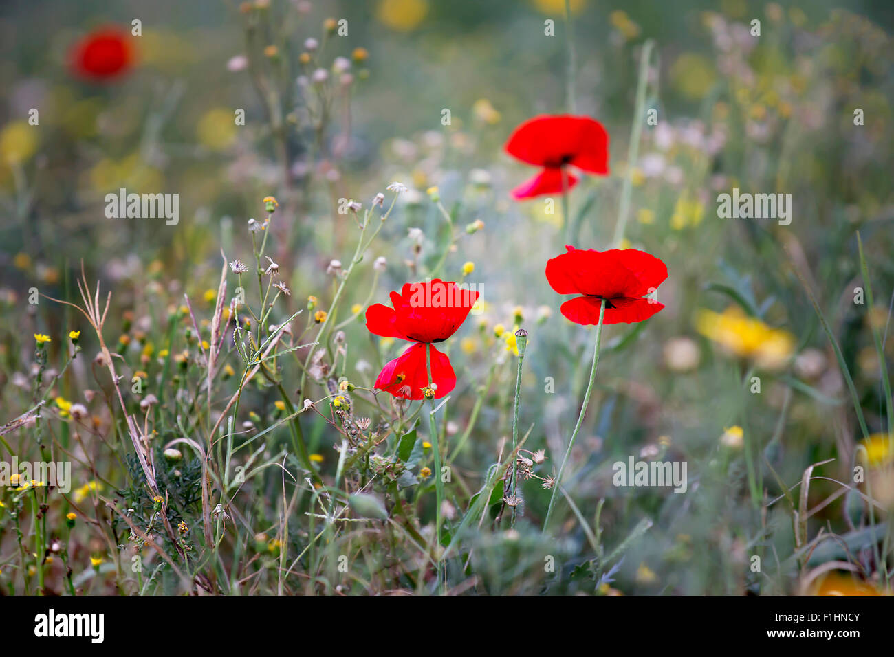 Spring flowers in Israel Stock Photo - Alamy