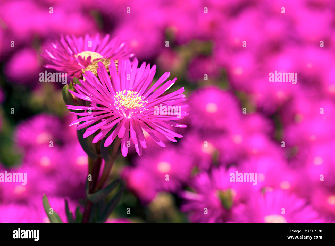 Spring flowers in Israel Stock Photo - Alamy
