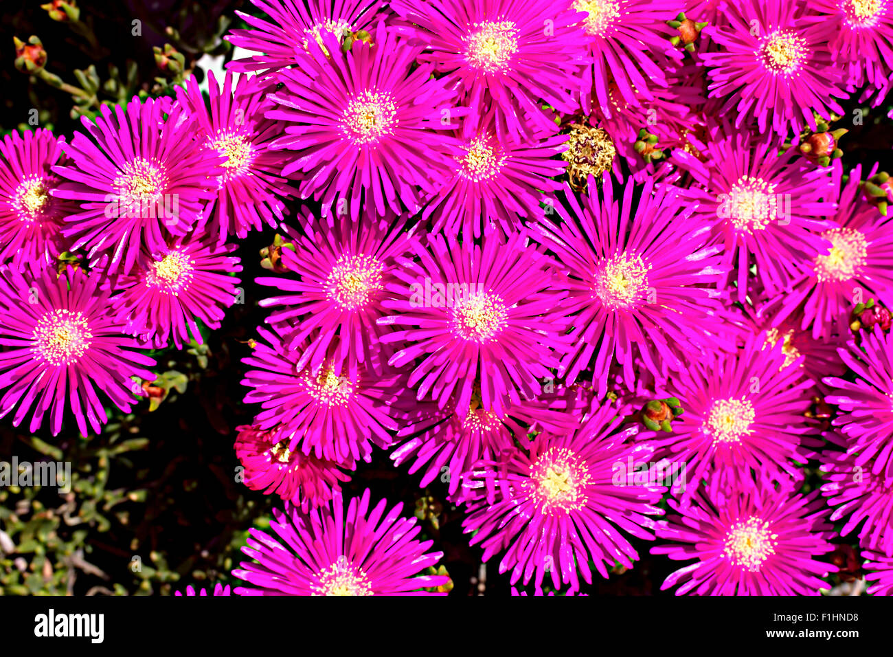Spring flowers in Israel Stock Photo - Alamy