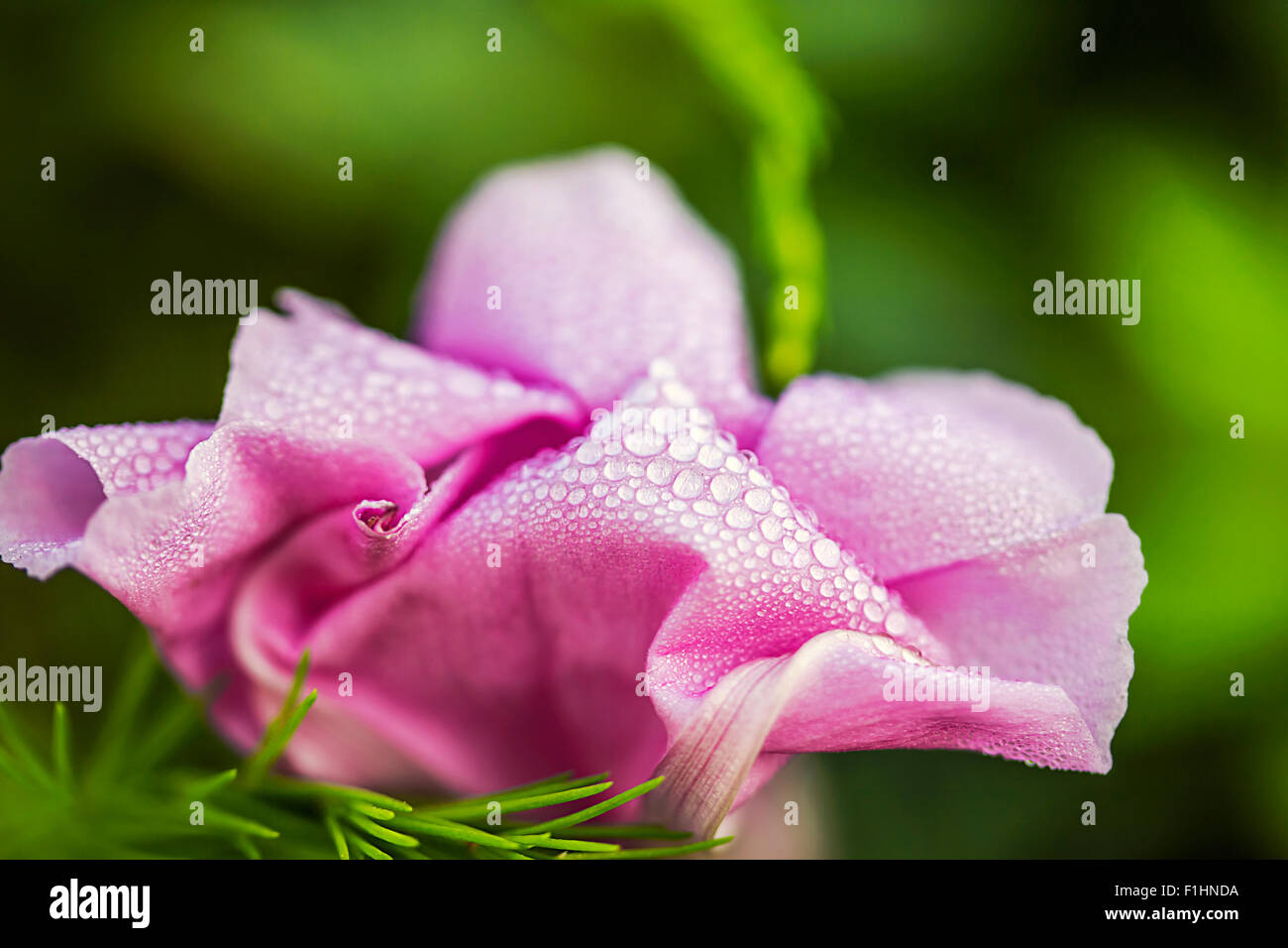 Spring flowers in Israel Stock Photo - Alamy