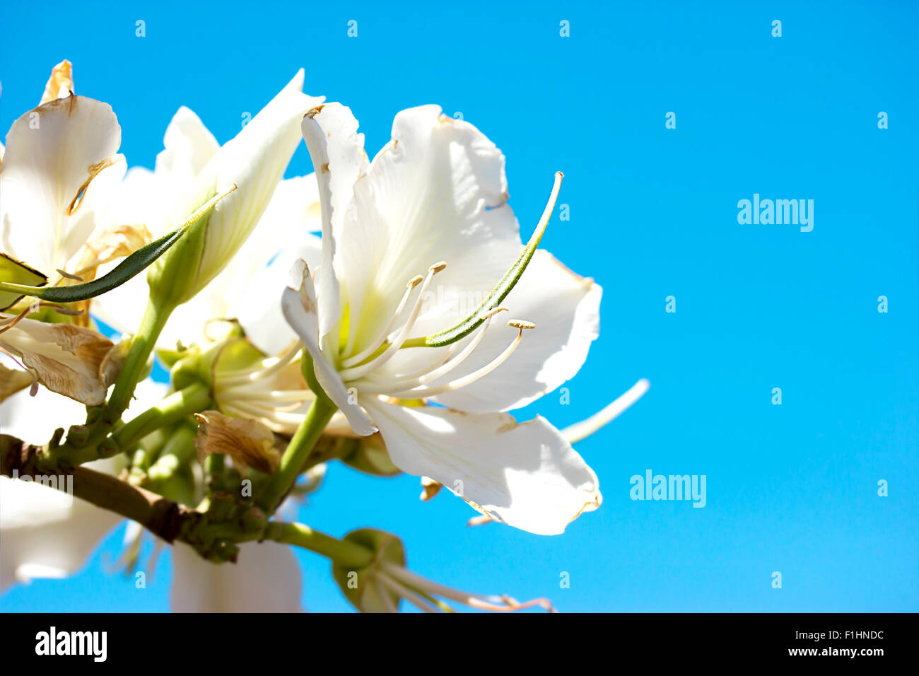 Spring flowers in Israel Stock Photo - Alamy