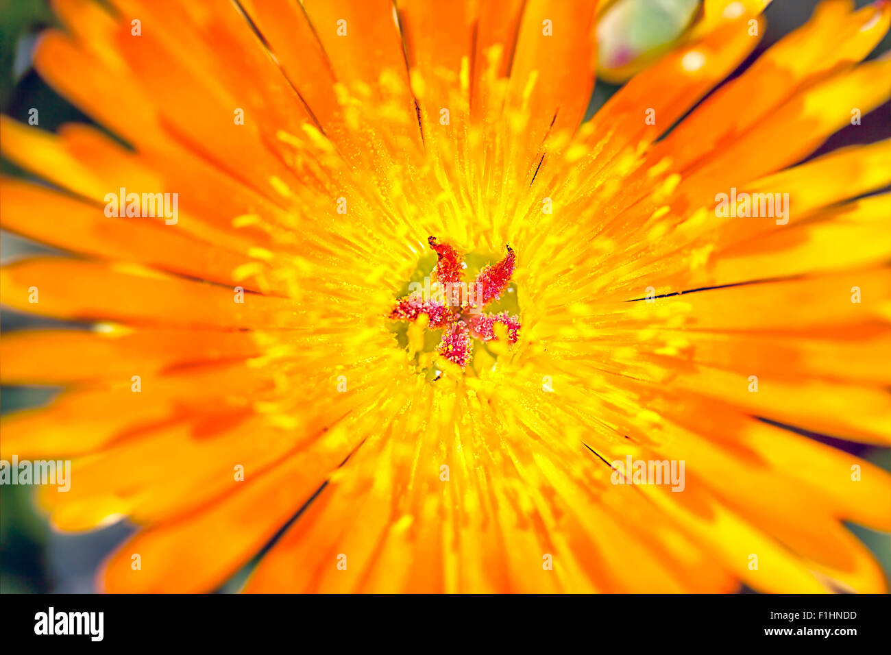 Spring flowers in Israel Stock Photo - Alamy