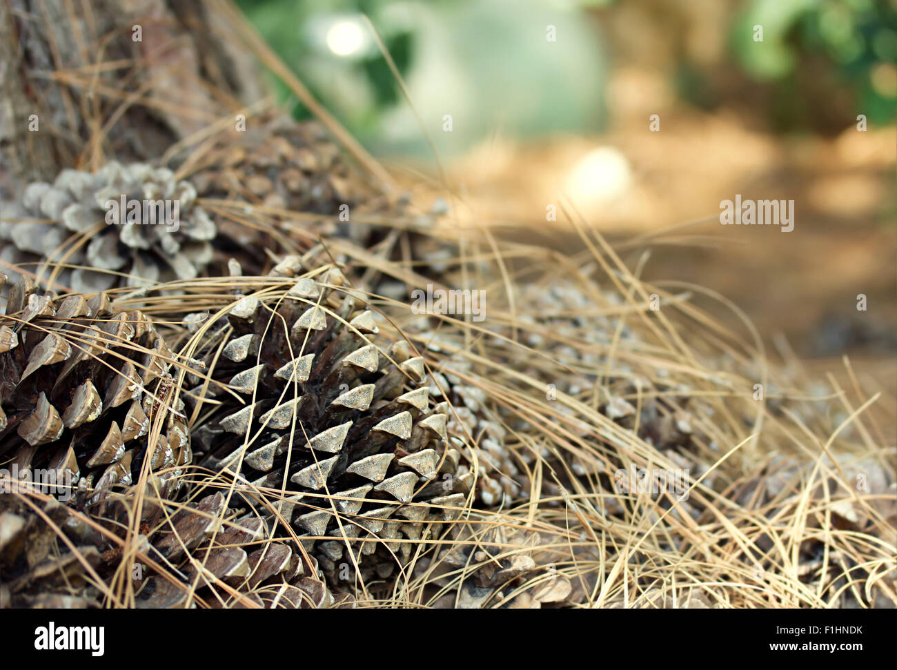Sample conifer hi-res stock photography and images - Alamy