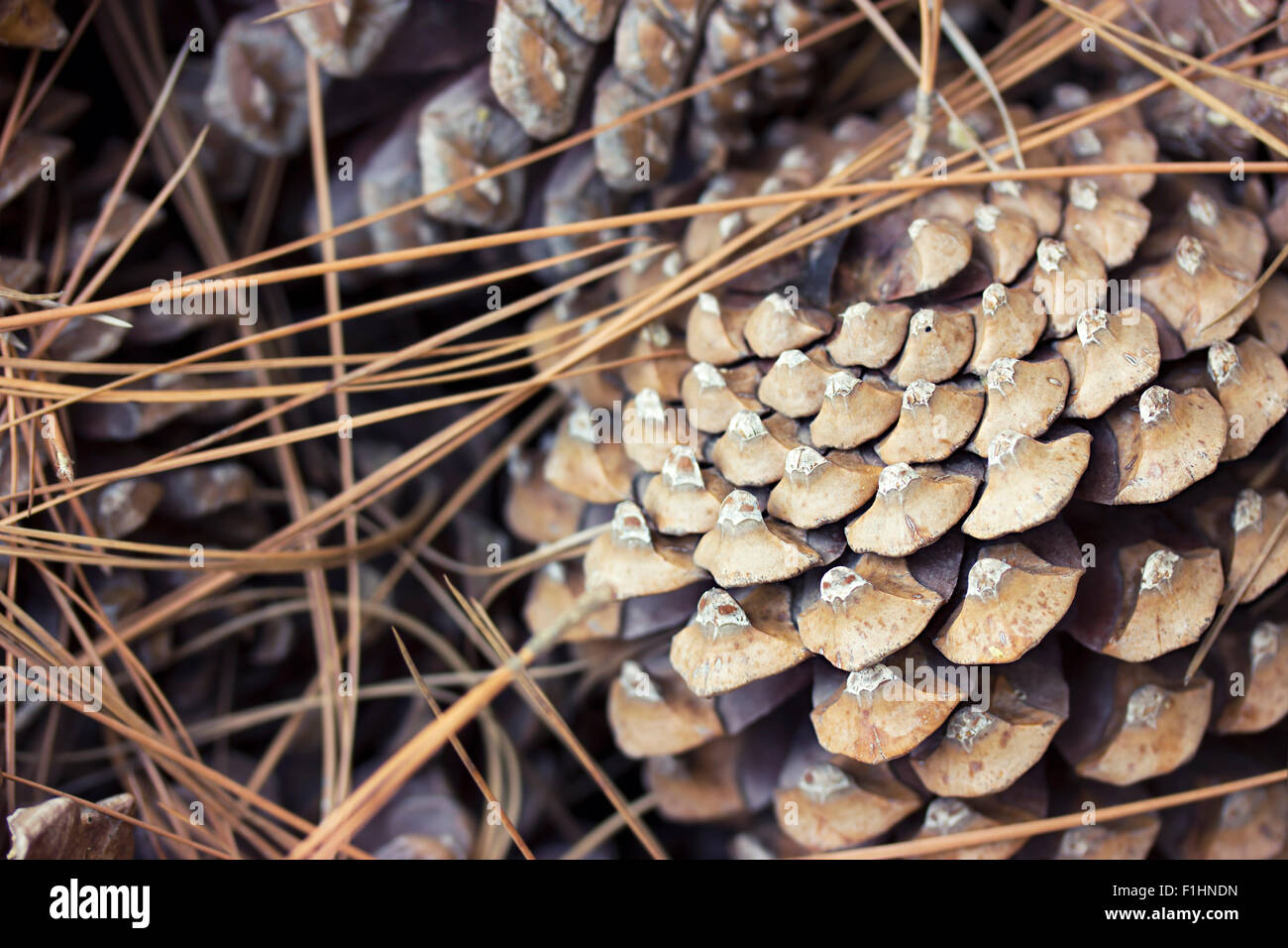 Sample conifer hi-res stock photography and images - Alamy