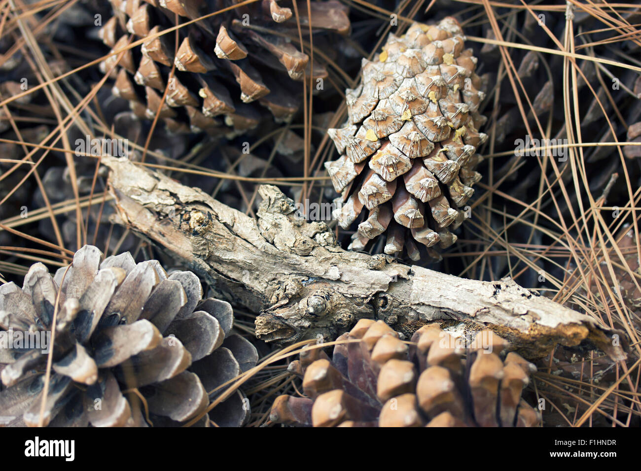 Sample conifer hi-res stock photography and images - Alamy