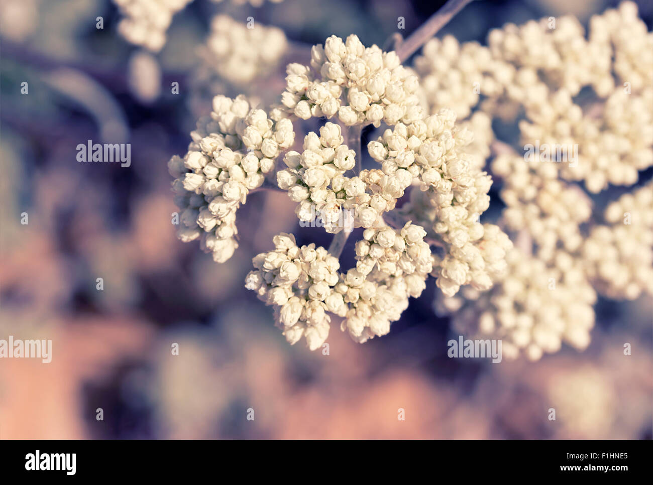 Spring flowers in Israel Stock Photo - Alamy