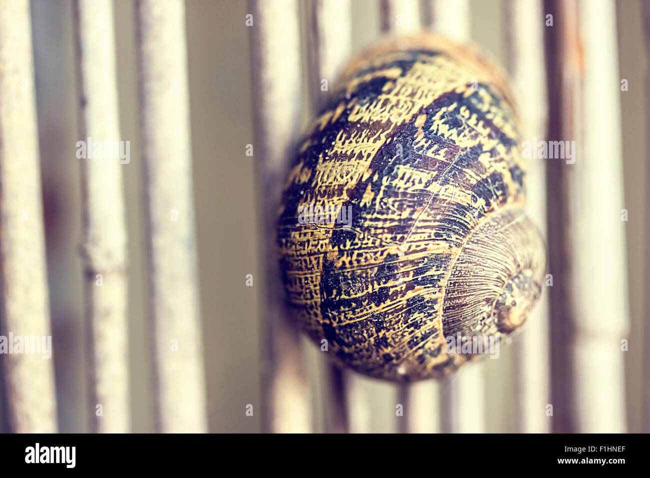 Snail on bamboo fence. Macro Stock Photo - Alamy