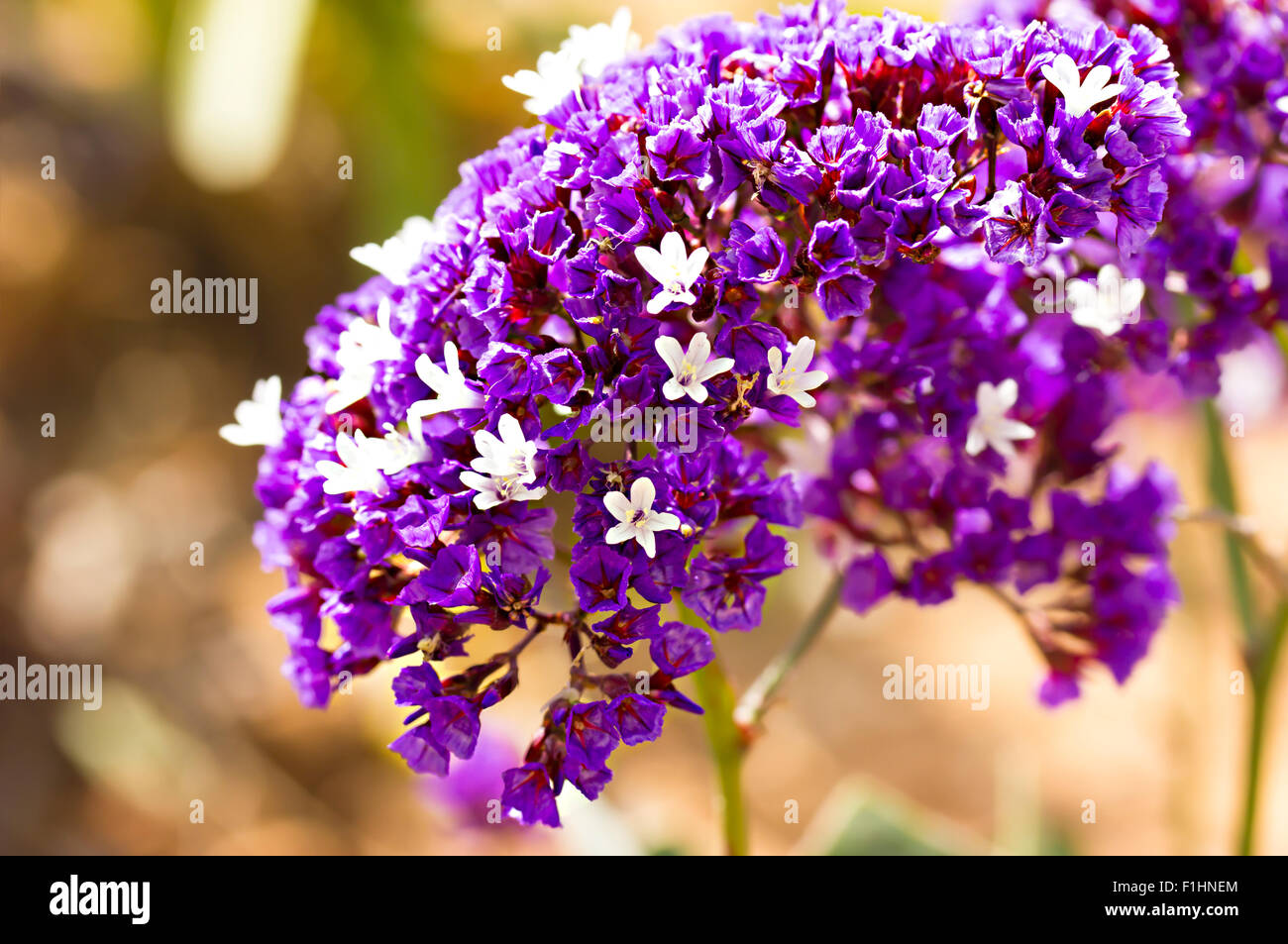 Spring flowers in Israel Stock Photo - Alamy
