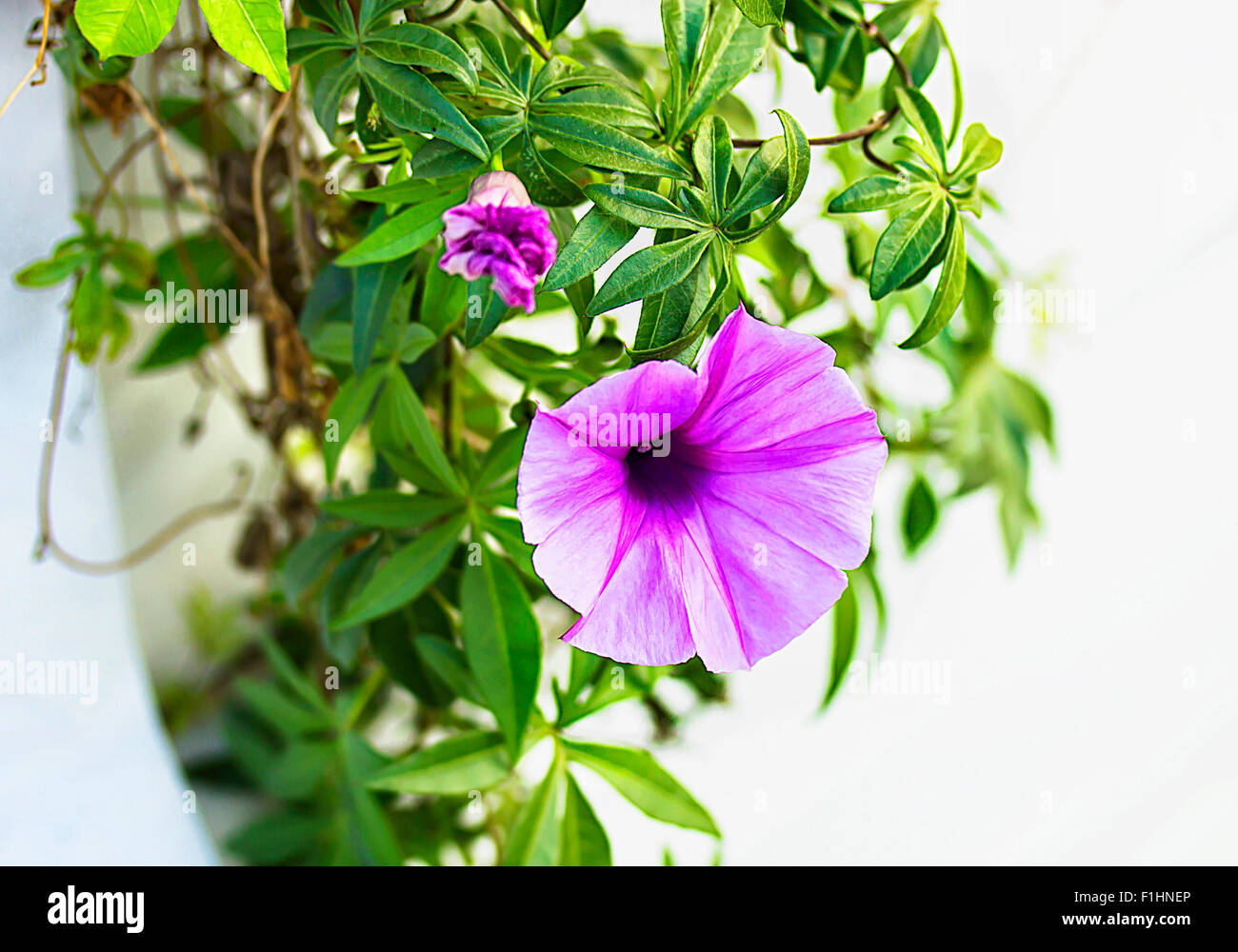 Spring flowers in Israel Stock Photo - Alamy