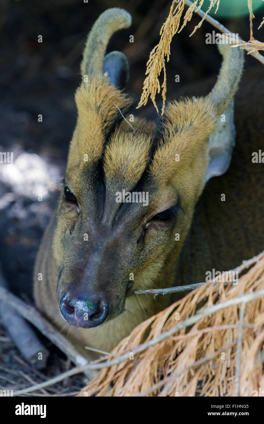 Muntjac england male summer hi-res stock photography and images - Alamy