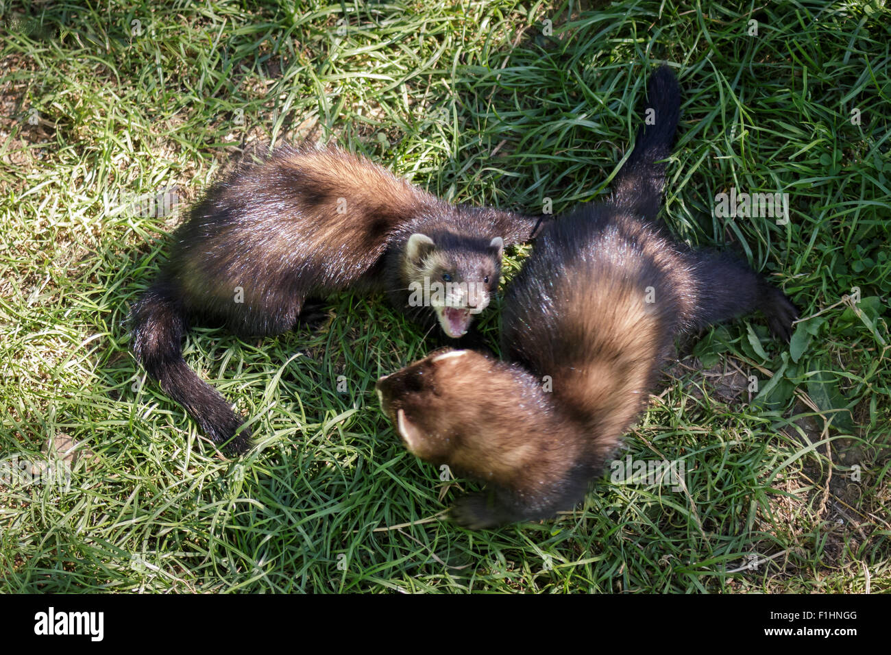Juvenile european polecats mustela putorius hi-res stock photography ...