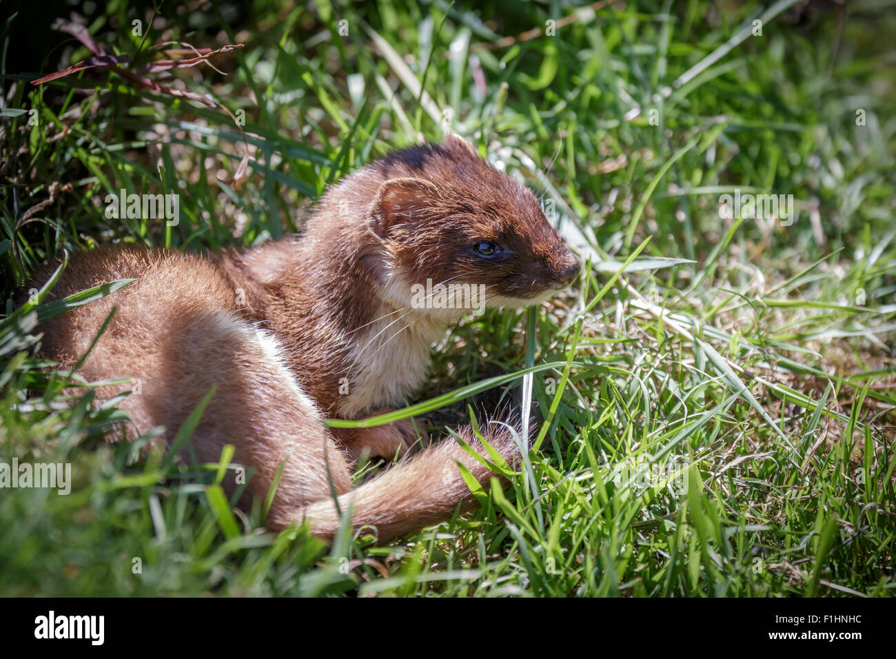 Stoat (Mustela erminea Stock Photo - Alamy