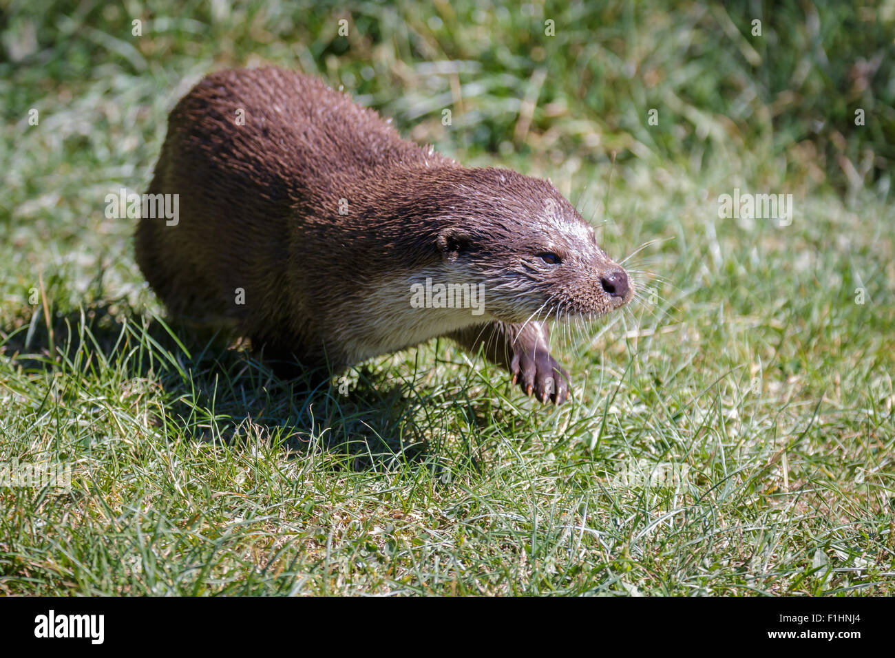 Eurasian Otter (Lutra lutra Stock Photo - Alamy