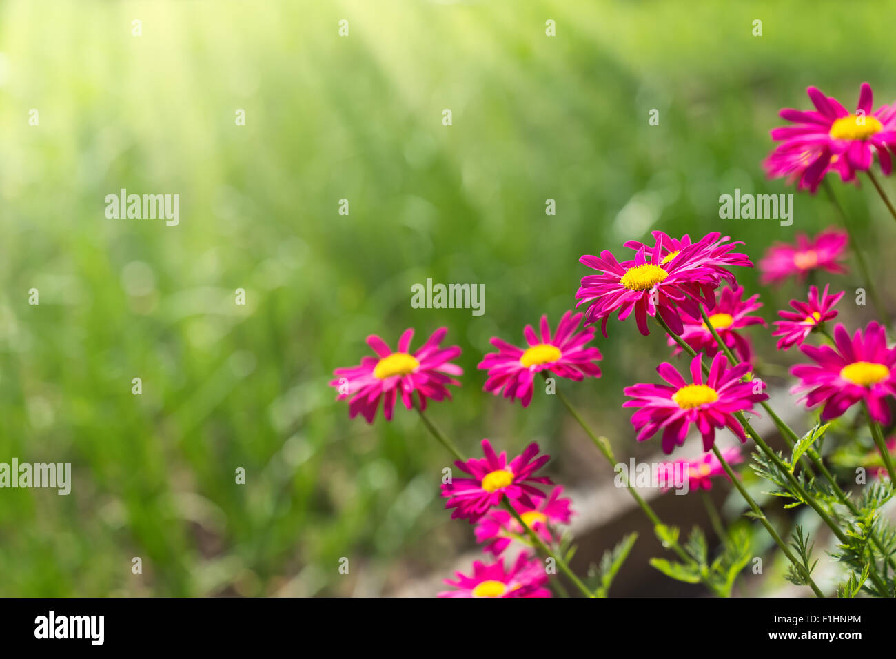 Daisy in red hi-res stock photography and images - Alamy