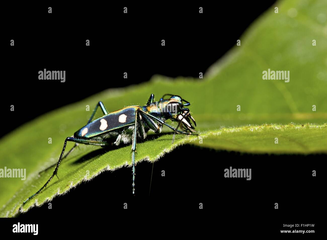 Tiger beetle face hi-res stock photography and images - Alamy