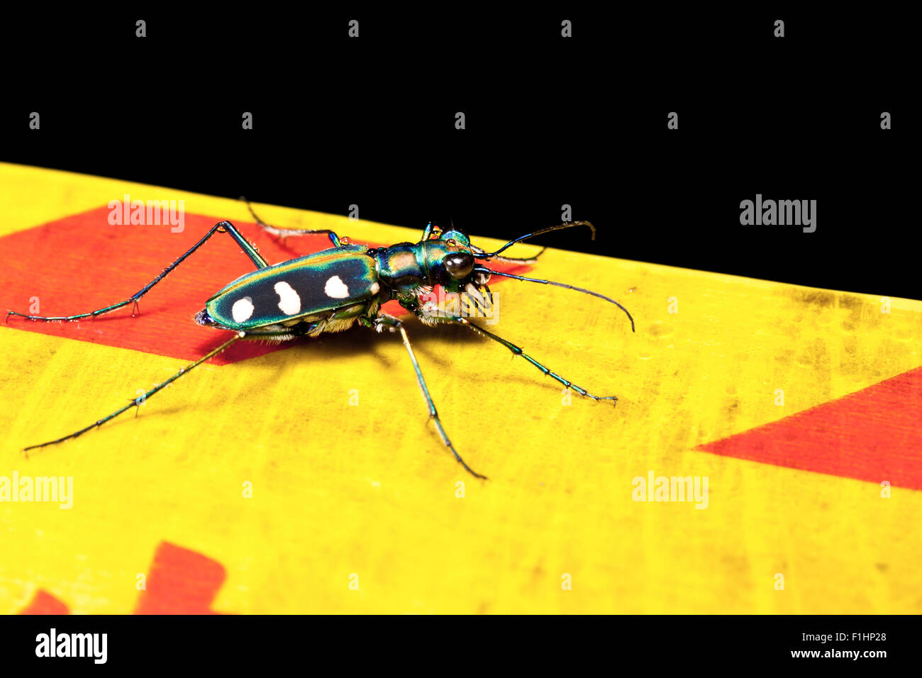 Tiger beetle face hi-res stock photography and images - Alamy