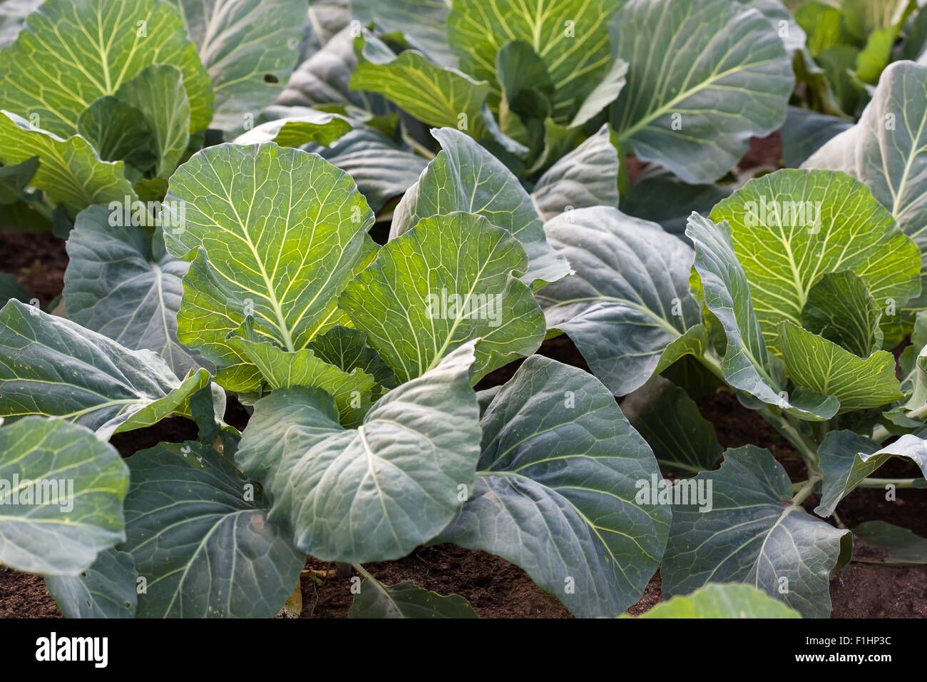 White head cabbage on the field ready to harvest Stock Photo - Alamy