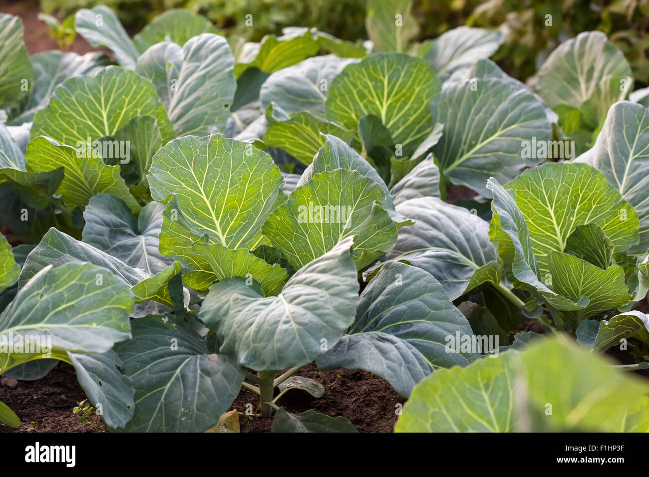 White head cabbage on the field ready to harvest Stock Photo - Alamy