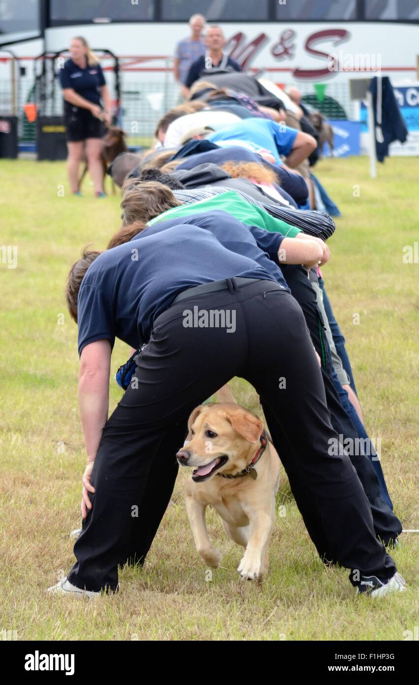 A Labrador runs the gauntlet for the Paws for Thought dog display team ...