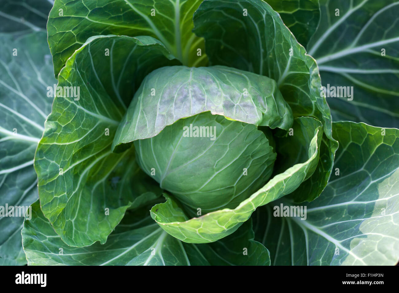 White head cabbage on the field ready to harvest Stock Photo - Alamy