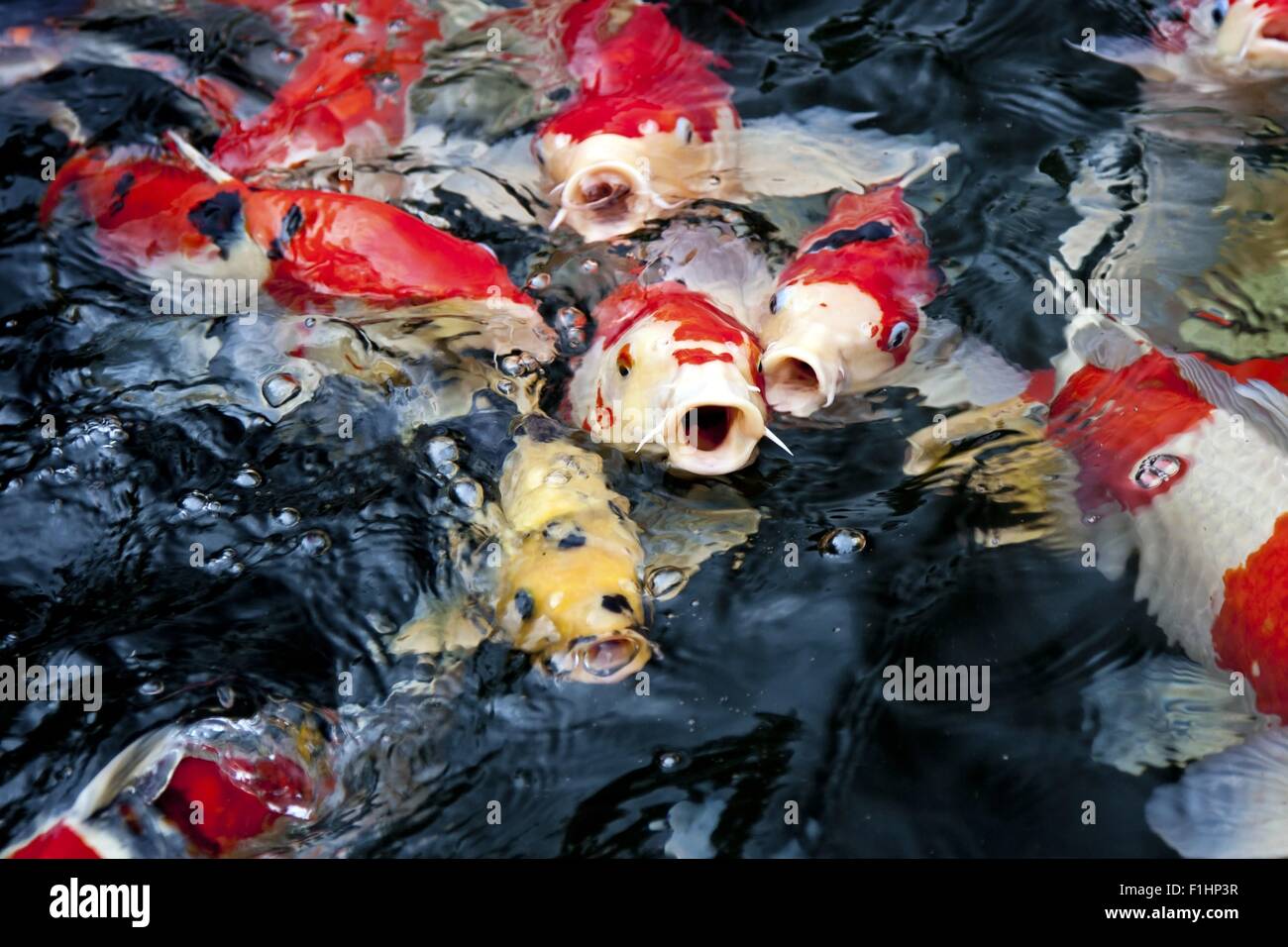 Japanese carp hi-res stock photography and images - Alamy