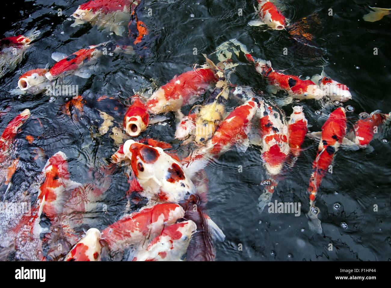 red koi, Japanese carp fishes in zen pond waiting for food Stock Photo ...