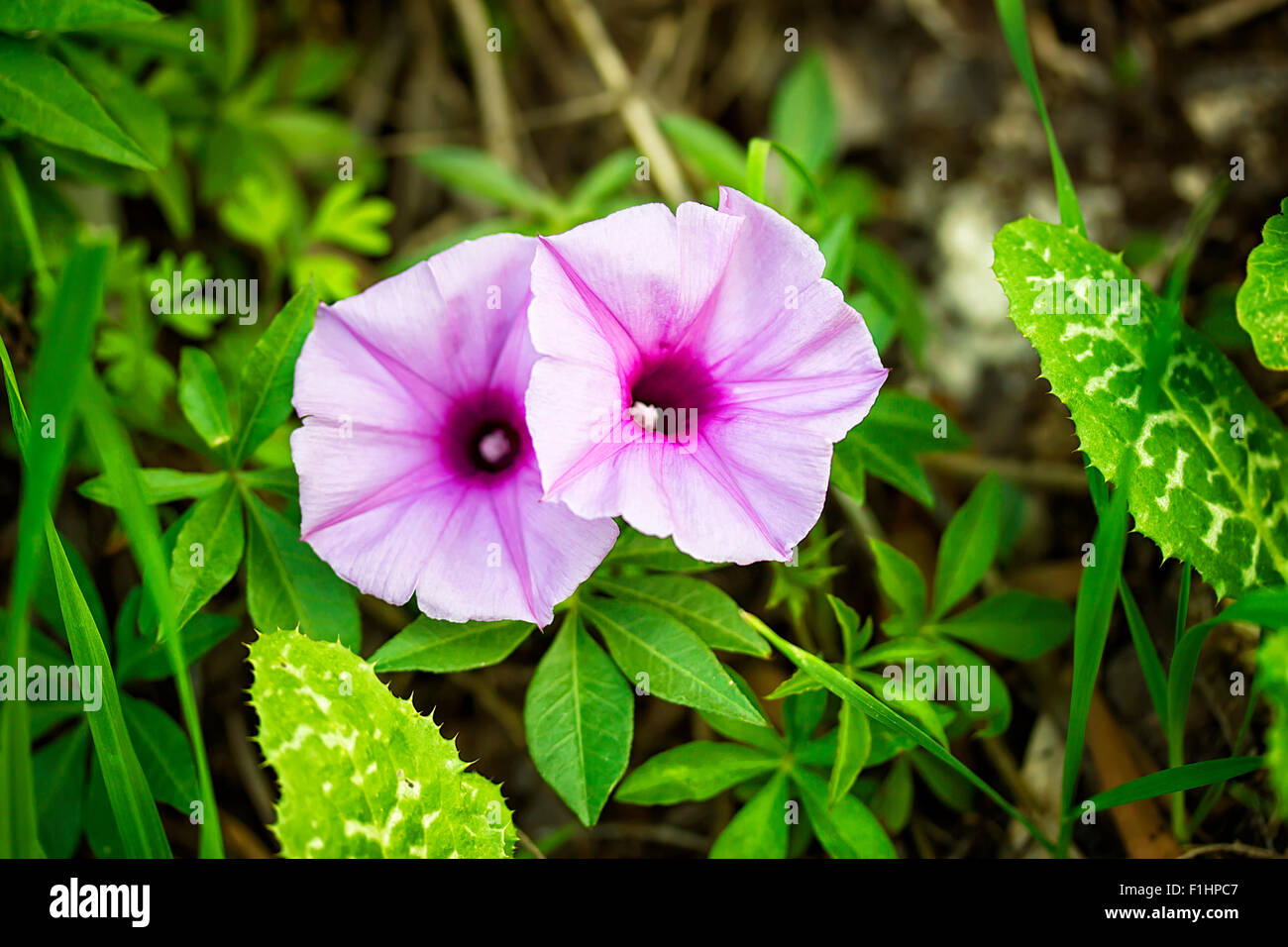 Spring flowers in Israel Stock Photo - Alamy