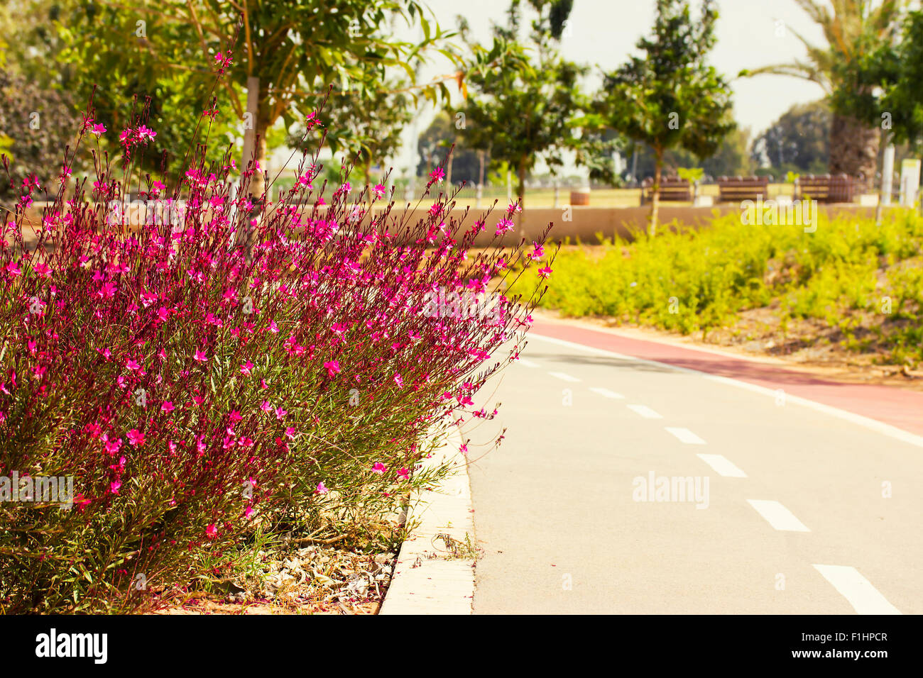 Spring flowers in Israel Stock Photo - Alamy