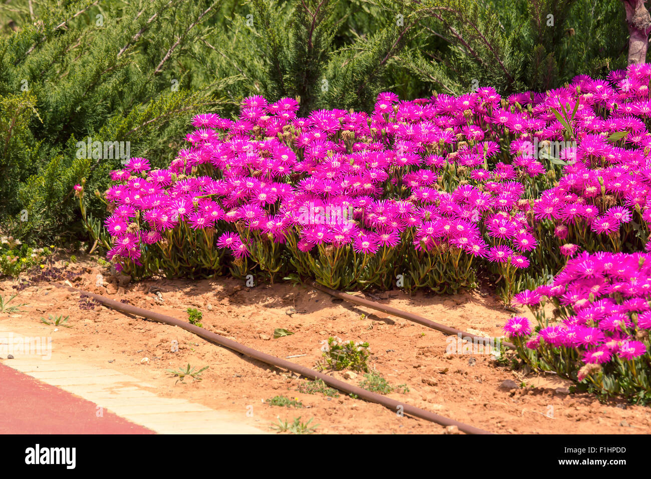 Spring flowers in Israel Stock Photo - Alamy