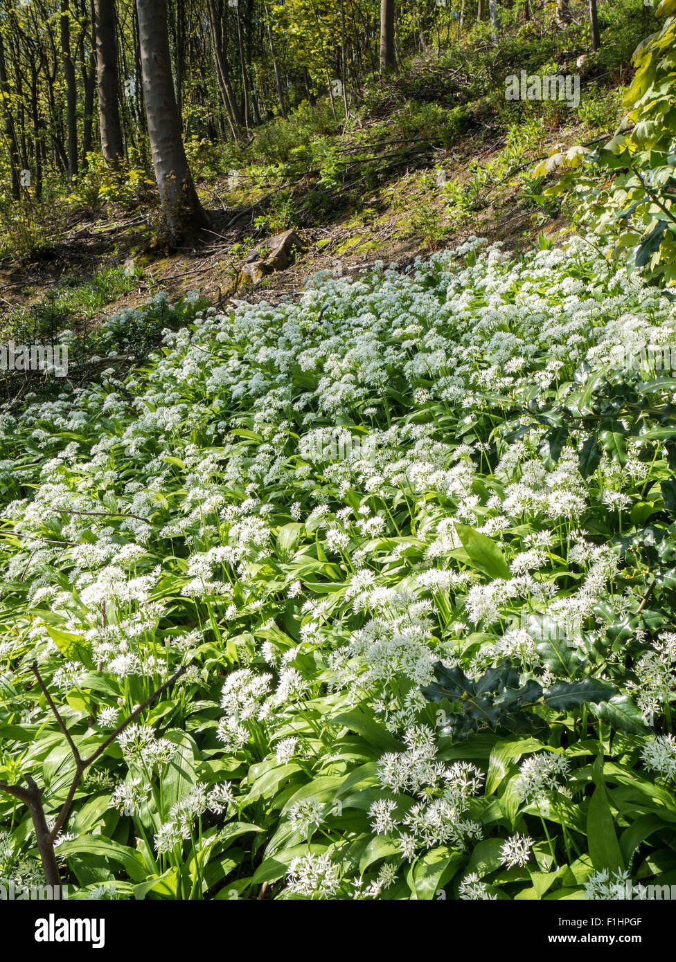 Wild Garlic, Allium ursinum Stock Photo - Alamy