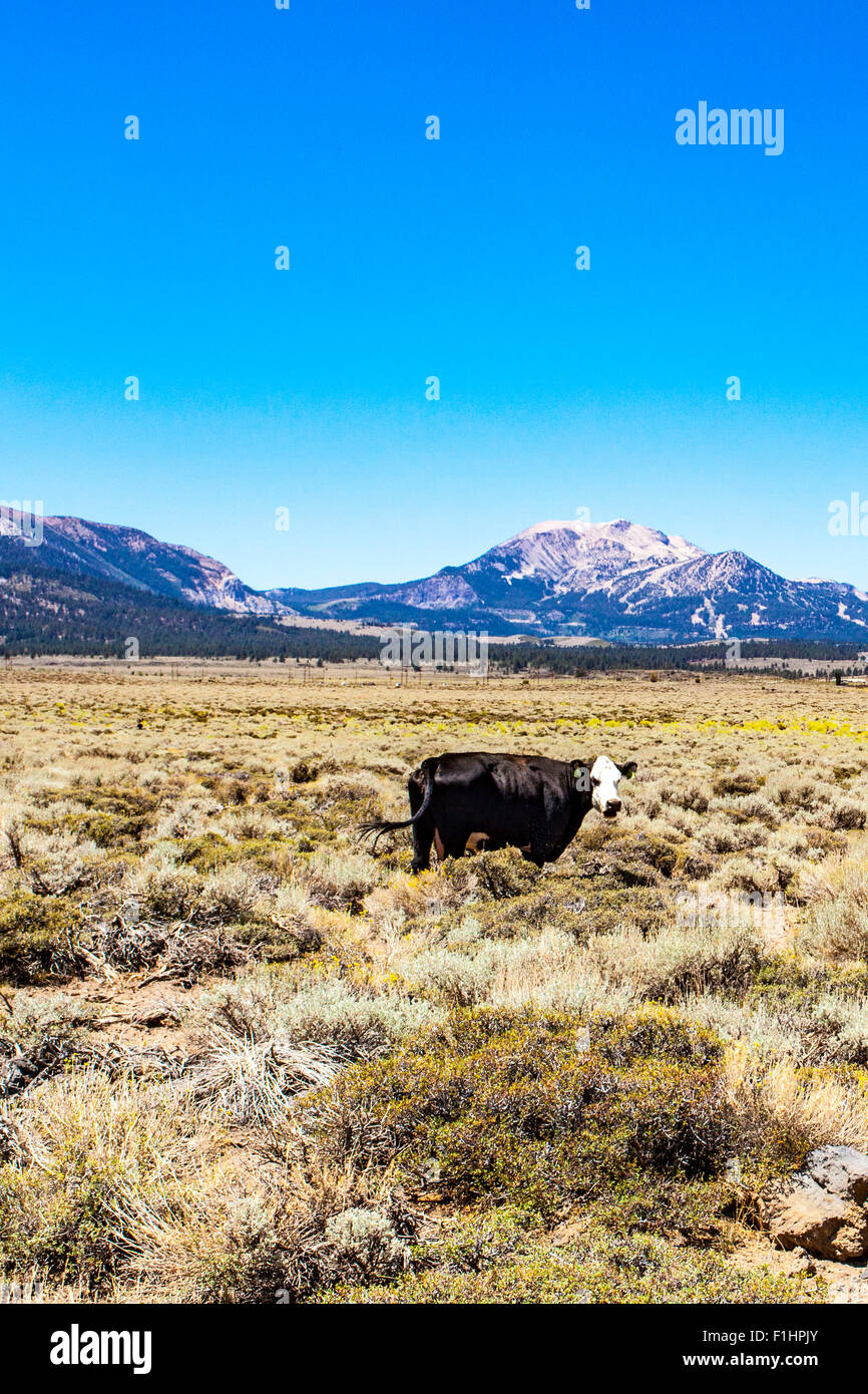 A cow stares while being photographed with Mammoth Mountain and Mammoth ...