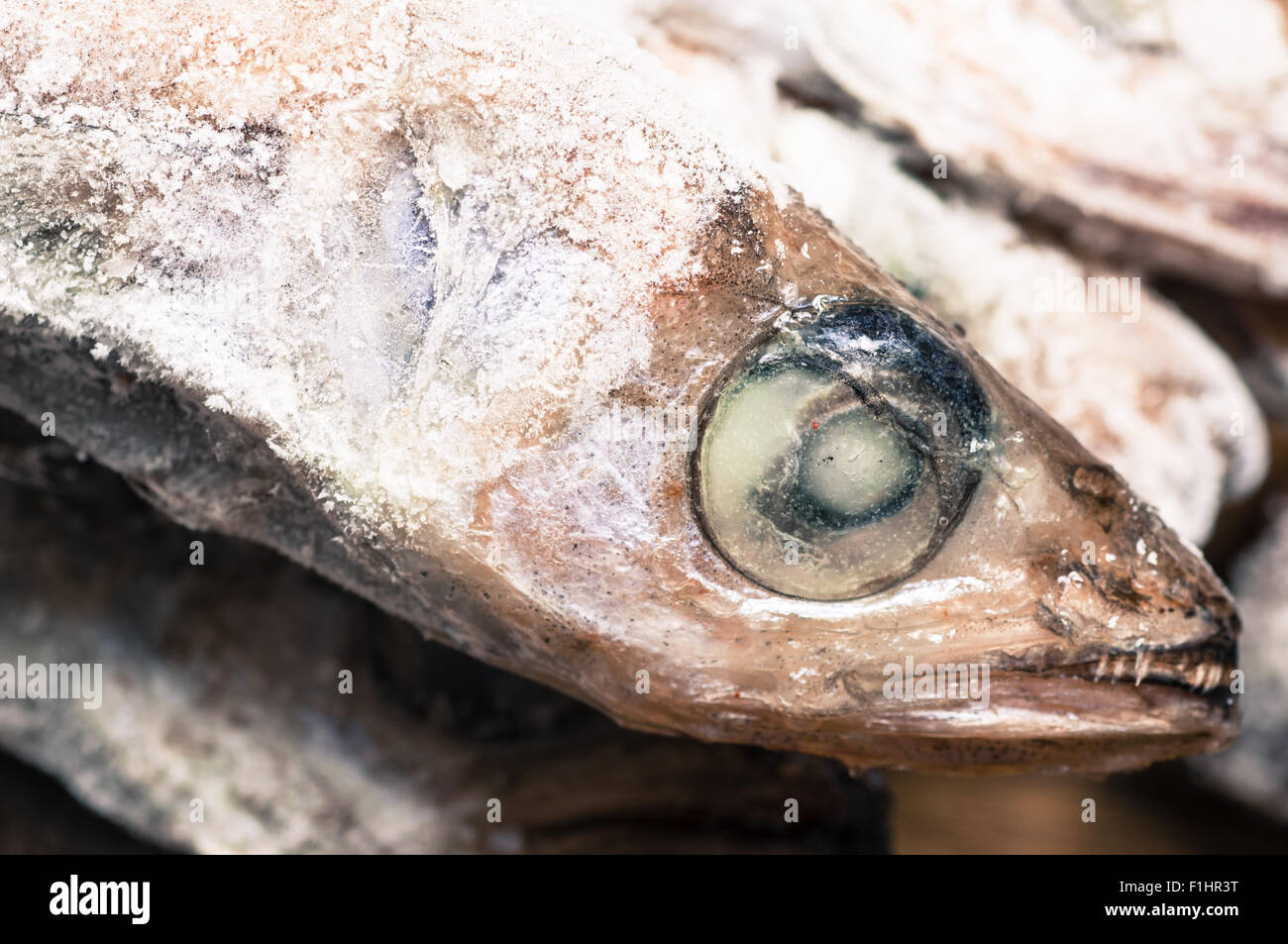 Thawed frozen fish head closeup Stock Photo - Alamy