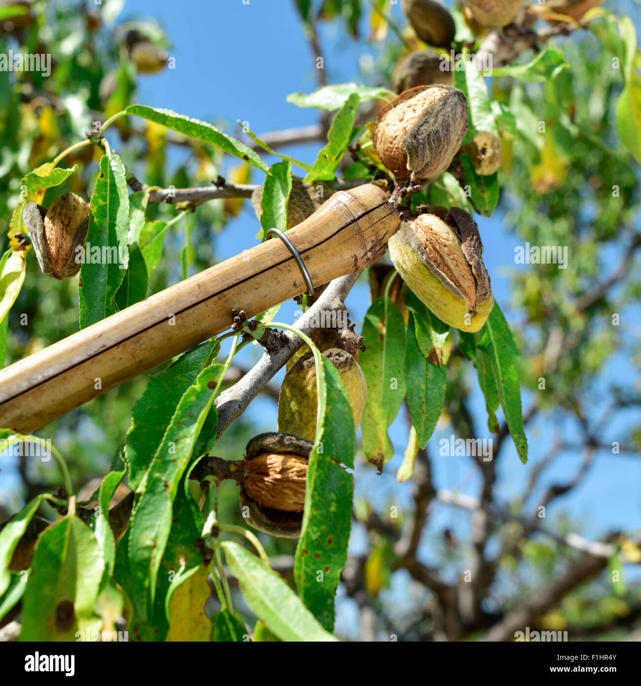 closeup of a stick hitting the branches of an almond tree during the ...