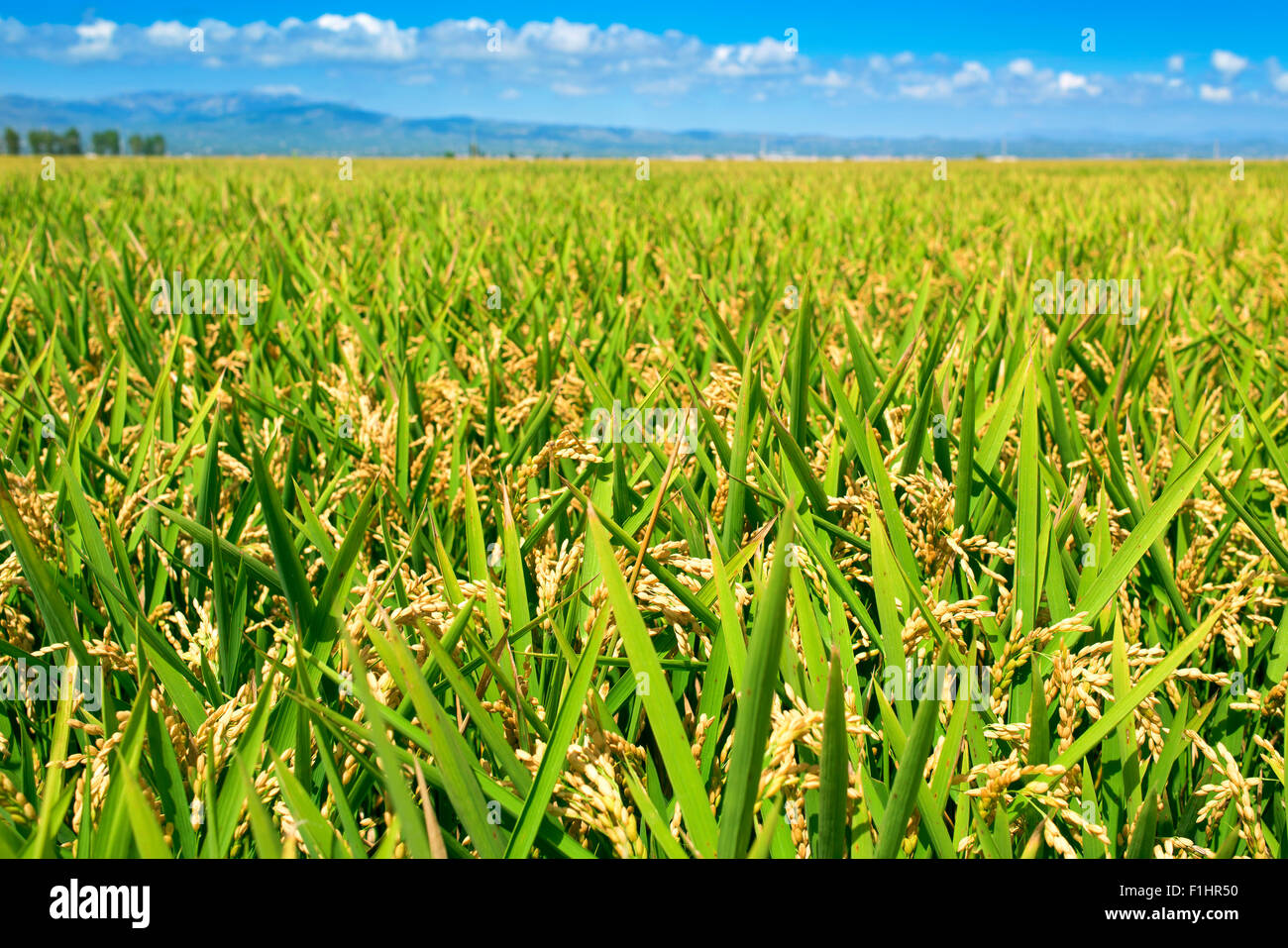 Rice paddy field europe hi-res stock photography and images - Alamy
