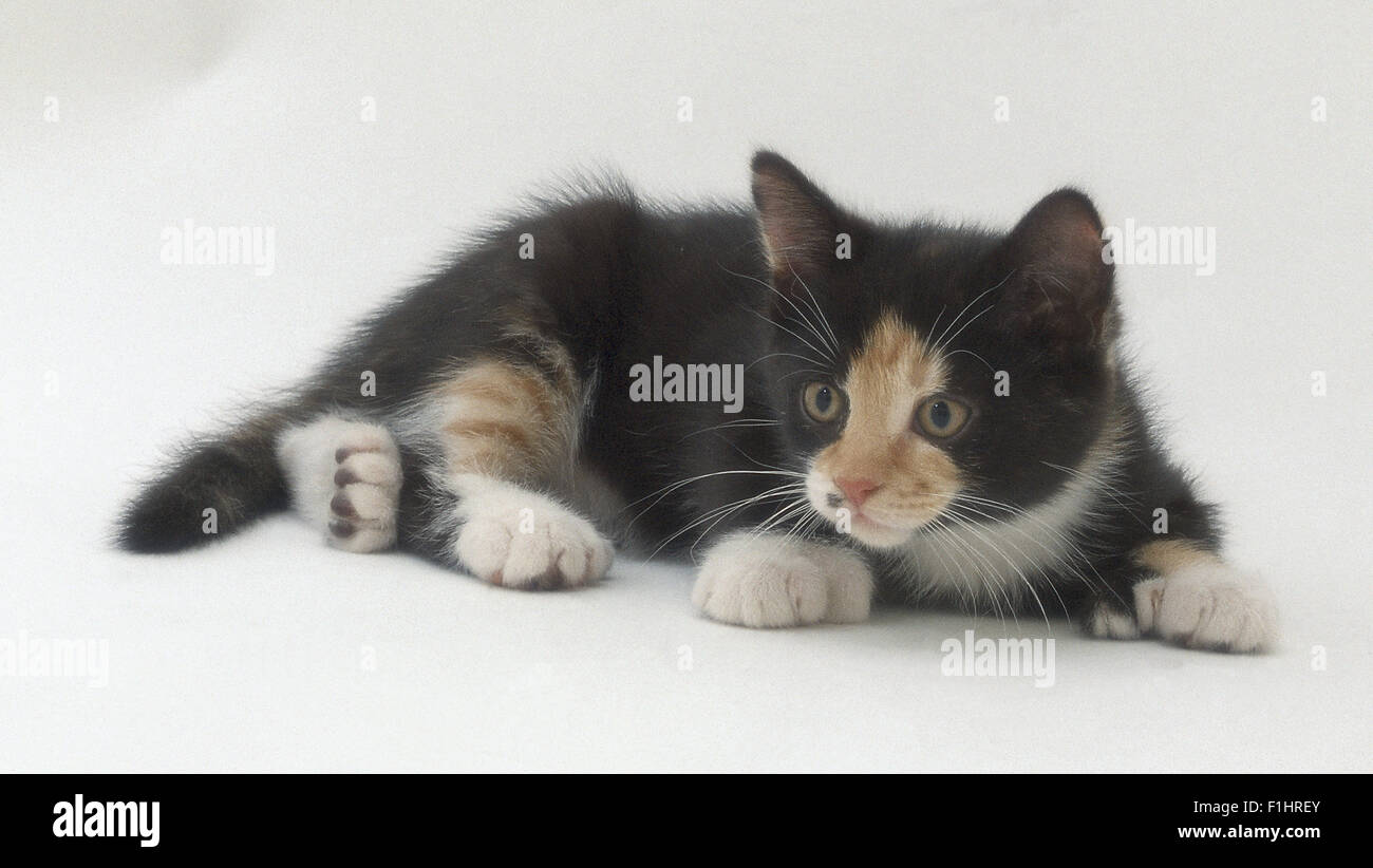 Kitten with an intense stare Stock Photo - Alamy