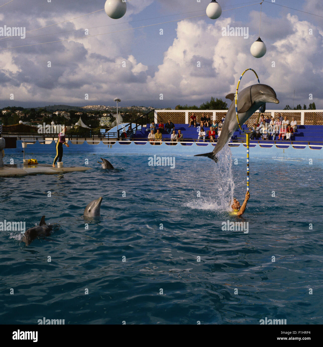 Dolphin jumping through a hoop at a dolphinarium Stock Photo - Alamy