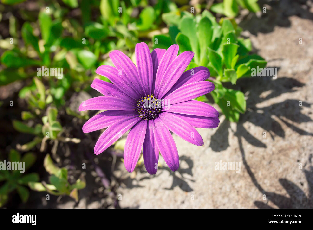 Spring flowers in Israel Stock Photo - Alamy