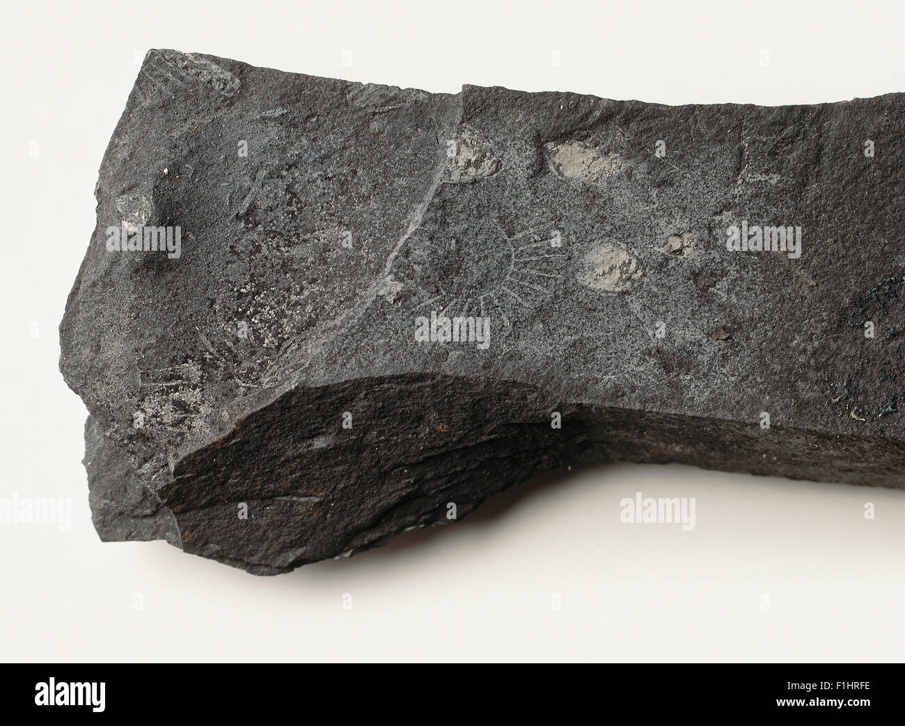 Fossilized graptolite hi-res stock photography and images - Alamy