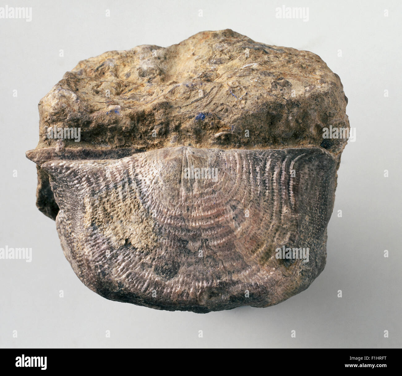 Brachiopods - Leptaena: Fossilized in light brown rock Stock Photo - Alamy