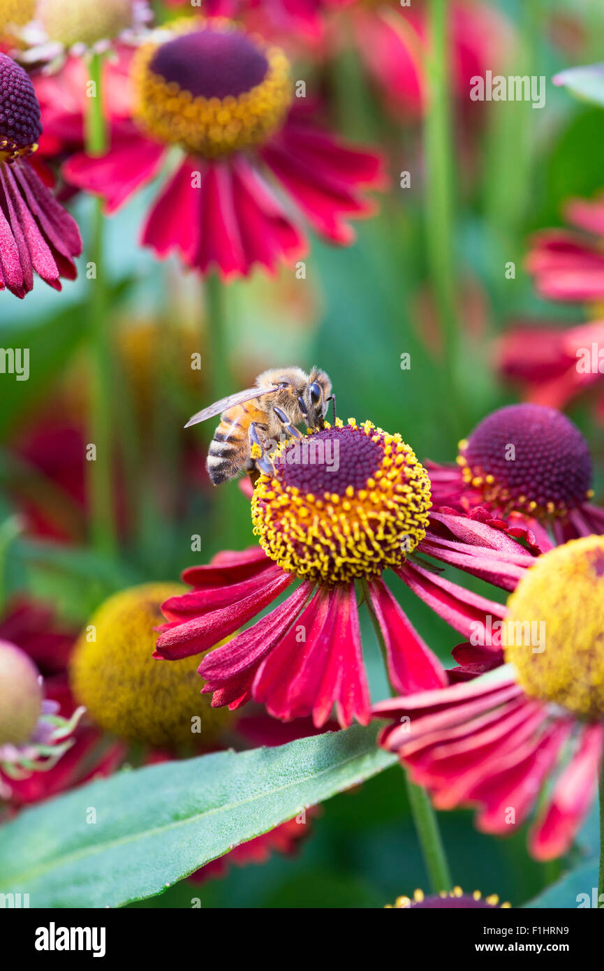 Honey bee on Helenium 'Ruby Tuesday' flower. Sneezeweed Stock Photo - Alamy