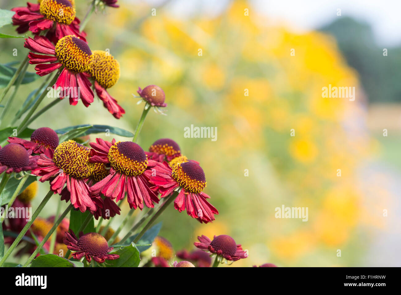 Ruby tuesday hi-res stock photography and images - Alamy